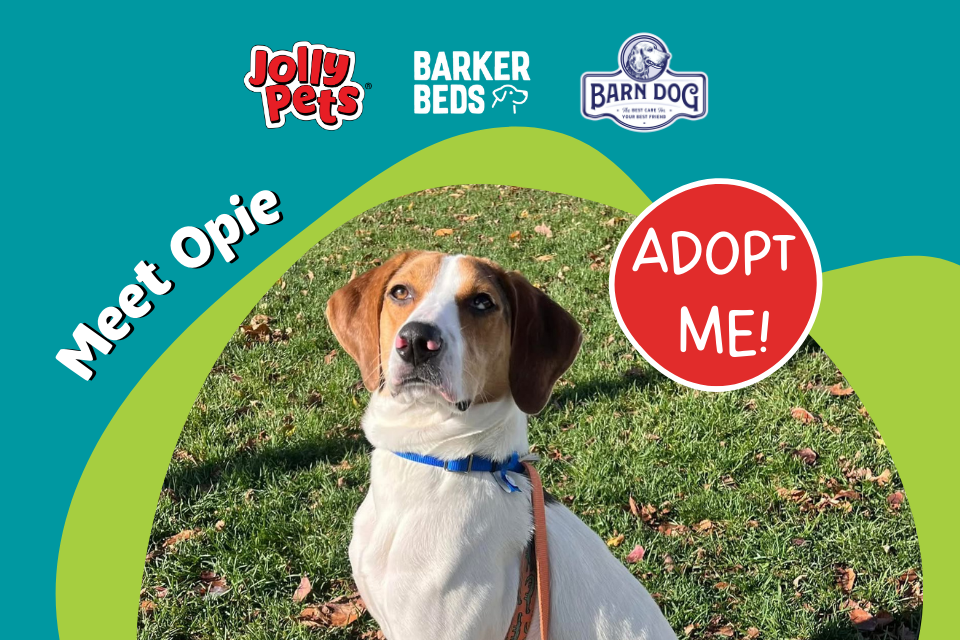 February Adoption Feature: Meet Opie | Jolly Pets Blog - Jolly Pets