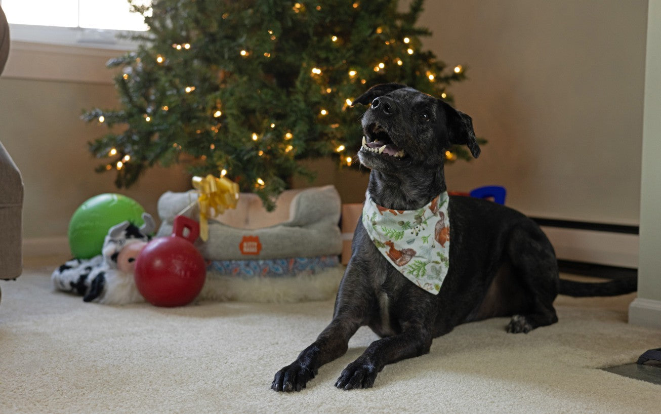 Holiday Hosting With Dogs Made Easy - Jolly Pets