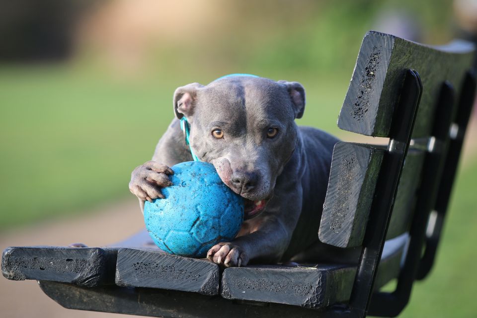 The Power of Sniffing - Jolly Pets