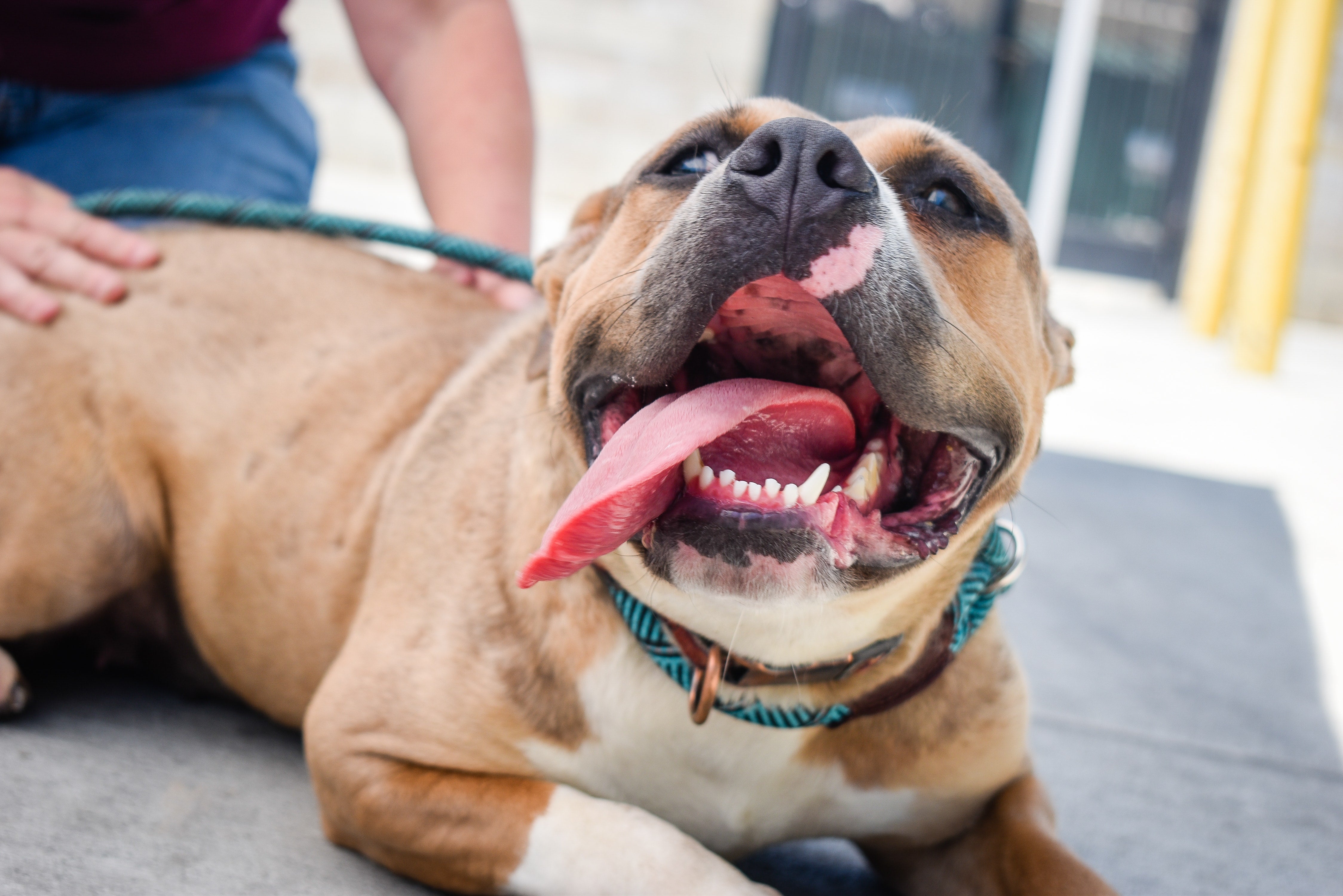 National Pit Bull Awareness Month: Top 5 Pit Bull Myths - Jolly Pets