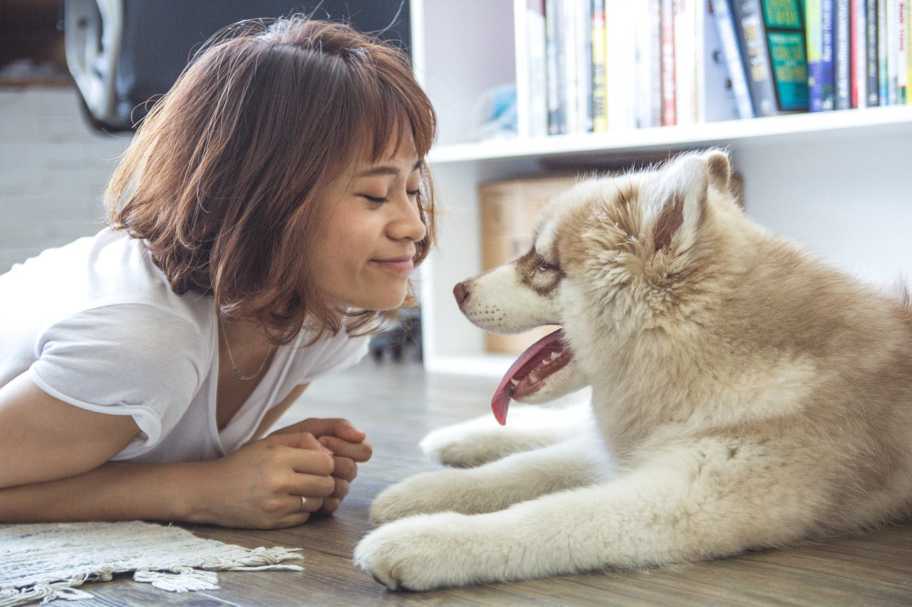 How Can Emotional Support Dogs Reduce Stress and Improve Our Mental He ...