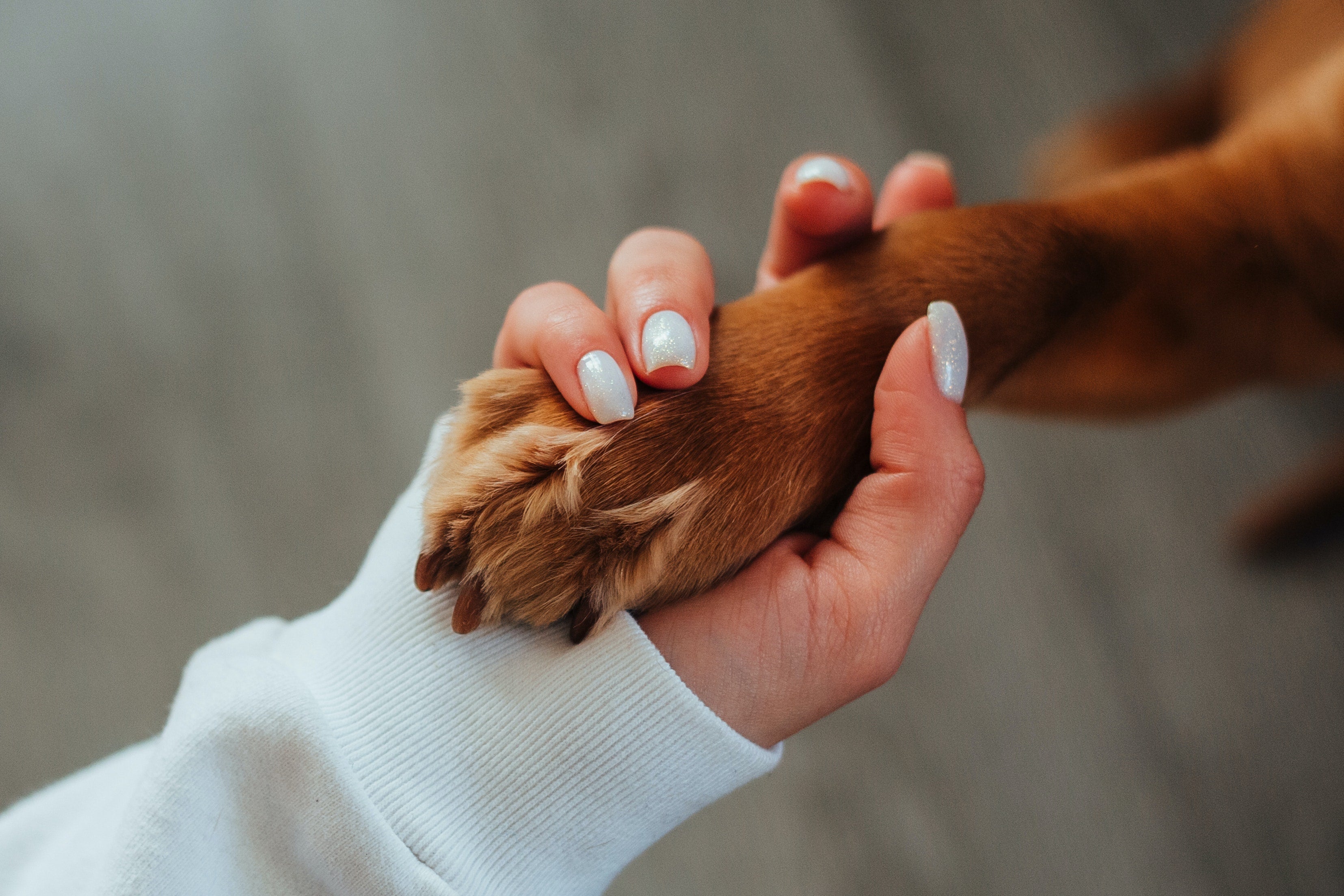 A Guide to Adopting Your First Dog - Jolly Pets