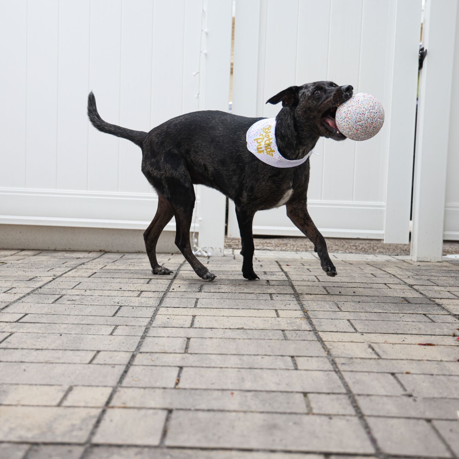 Limited Edition Dog Toys | Jolly Pets - Jolly Pets