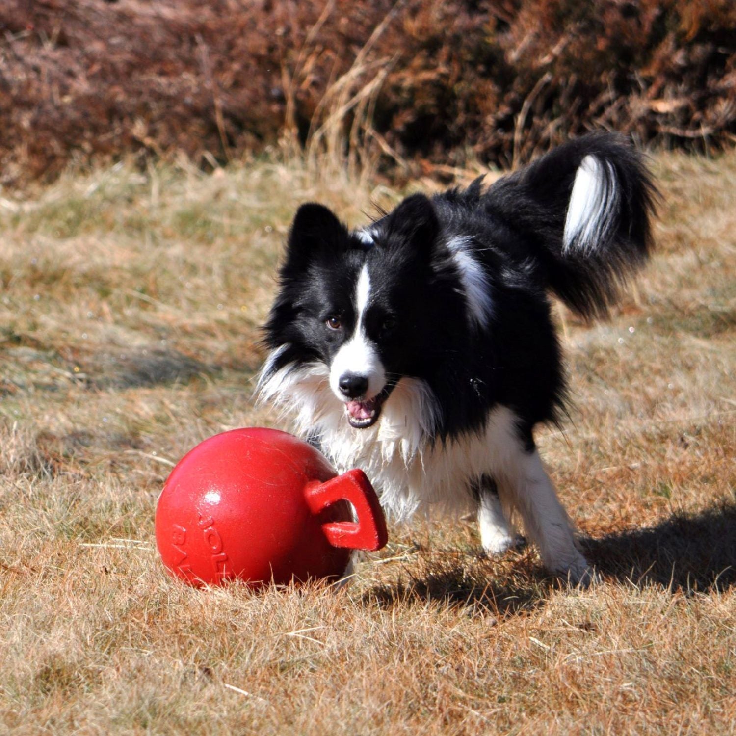 Signature Jolly Balls® | Jolly Pets - Jolly Pets