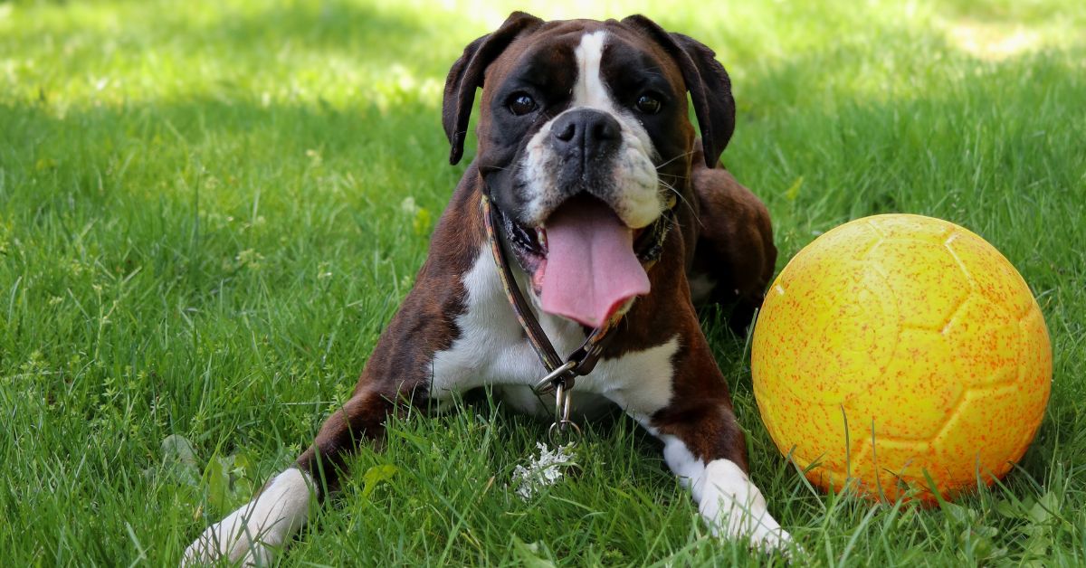 10 Ways to Keep Your Dog Entertained (and Cool) This Summer - Jolly Pets