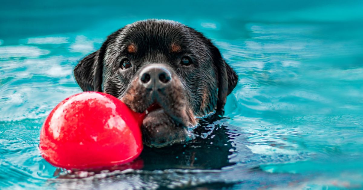 Tips for Safely Introducing Your Dog to Water Play - Jolly Pets