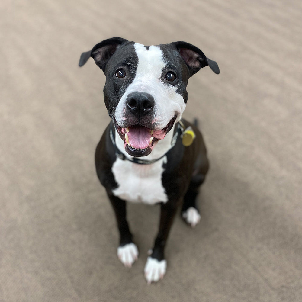 About Us - Jolly Pets